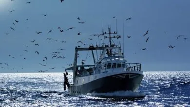 pêche à Tanger 2025 : volumes en baisse, valeur en hausse